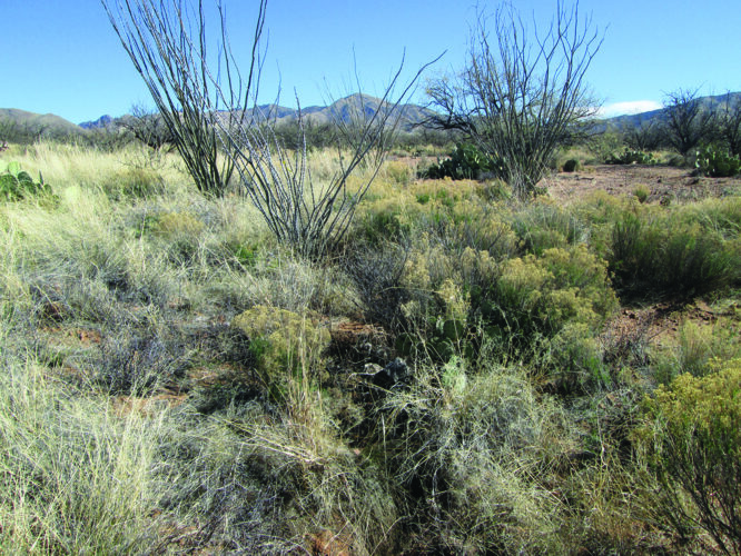 Desert Greening Projects and Stream Restoration – Mother Earth News